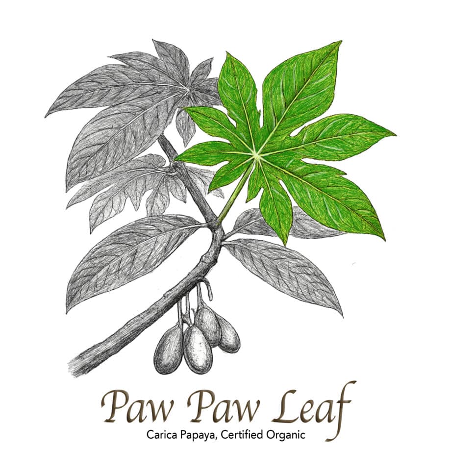 Paw Paw | The Herb Temple